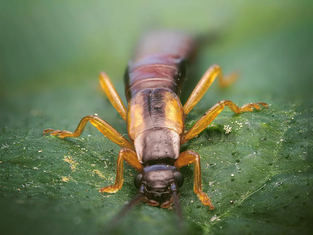 Insects - insects photo contest | Photocrowd photo competitions ...