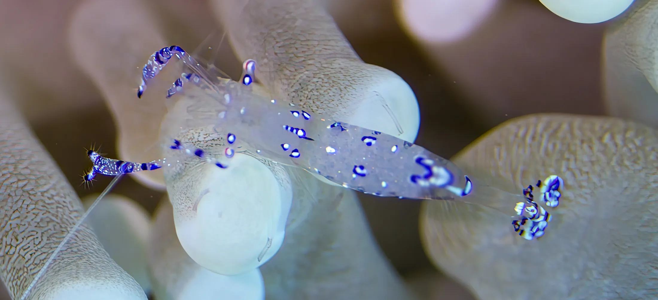 Underwater Ocean Crustaceans (in colour) - underwater photo contest ...