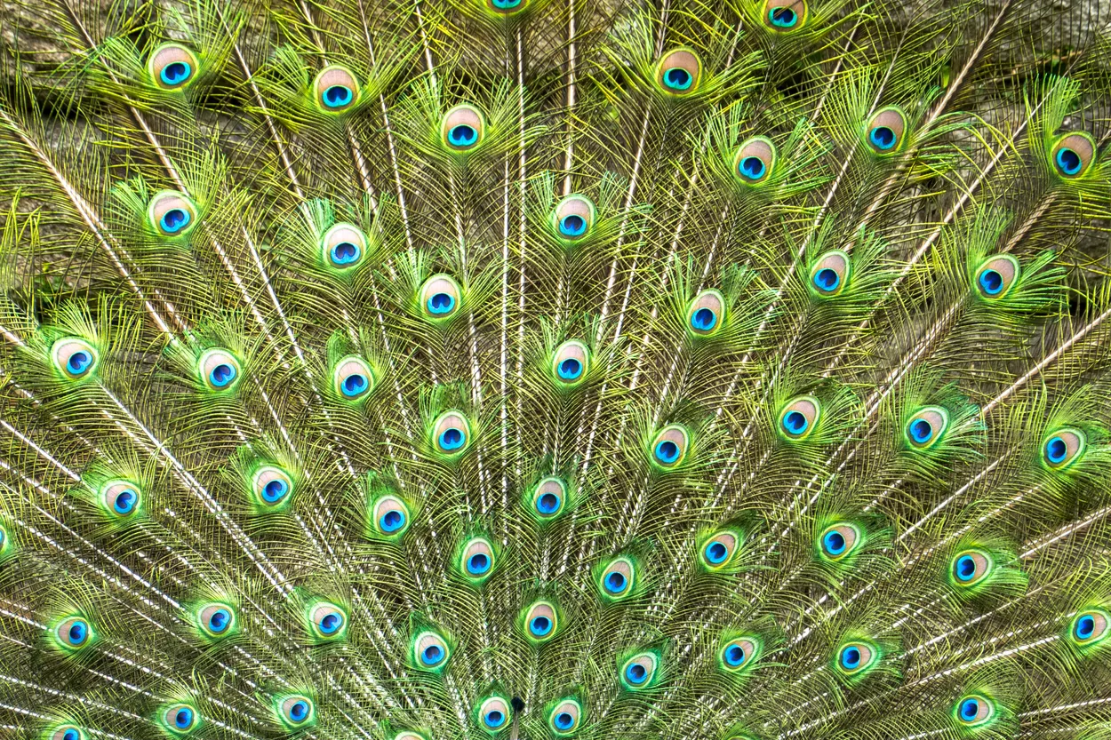 Repetition and order in nature - nature photo contest | Photocrowd ...