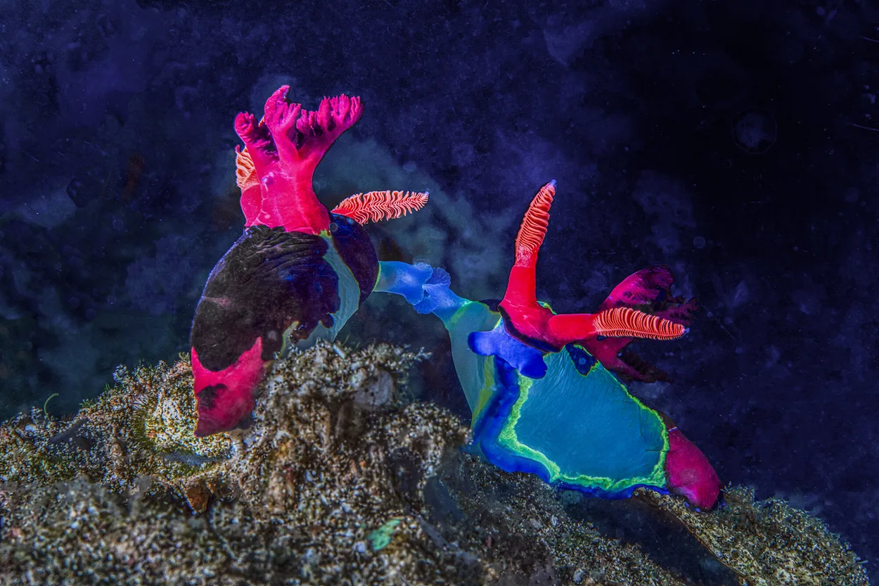 Nudibranchs (in colour) - seaslug photo contest | Photocrowd photo ...