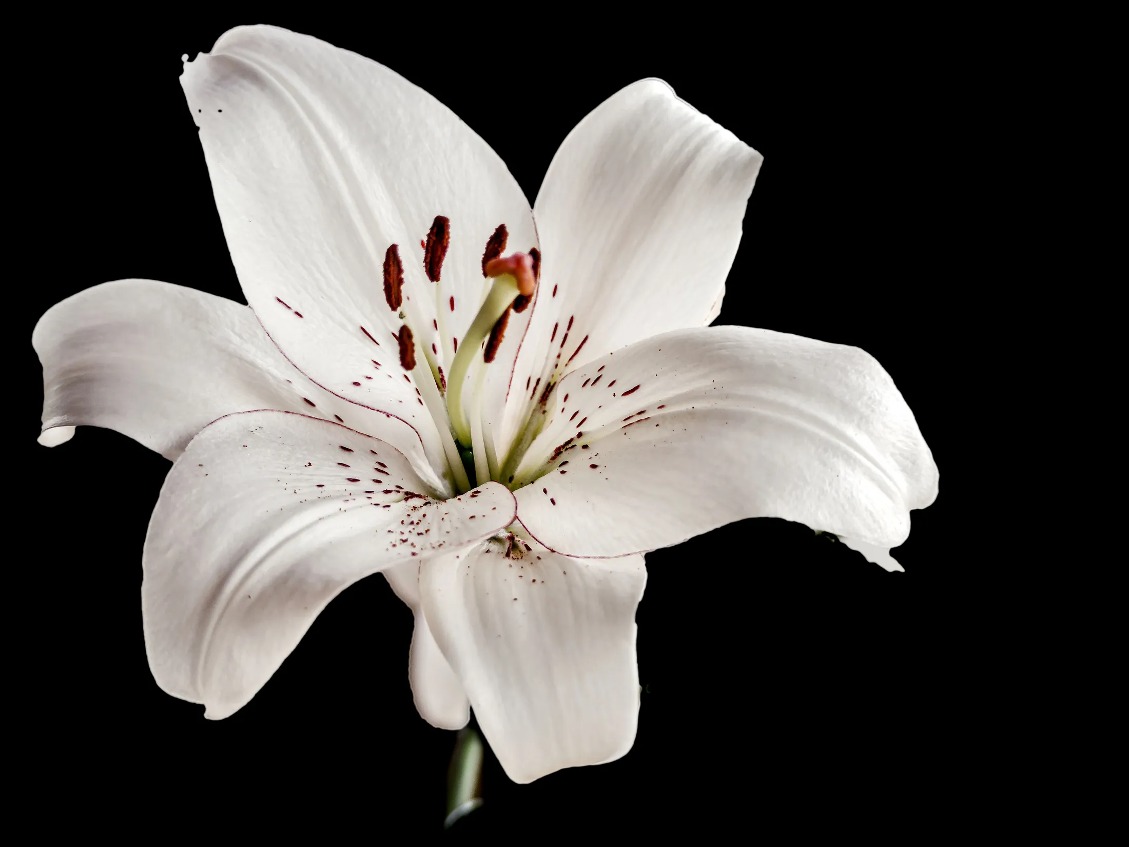 Anything White (in colour) - stilllife photo contest | Photocrowd photo ...