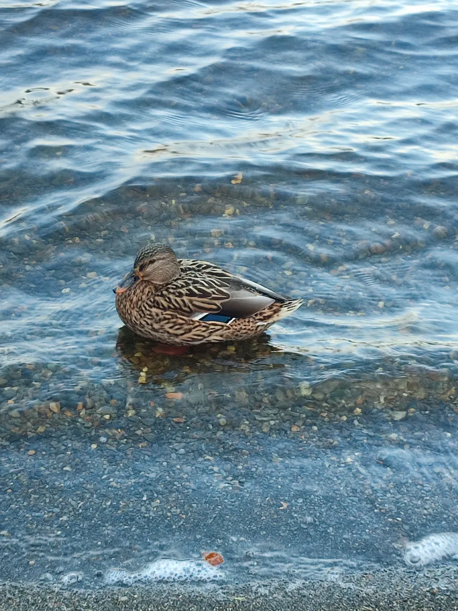 Ducks and Ducklings - duck photo contest | Photocrowd photo ...
