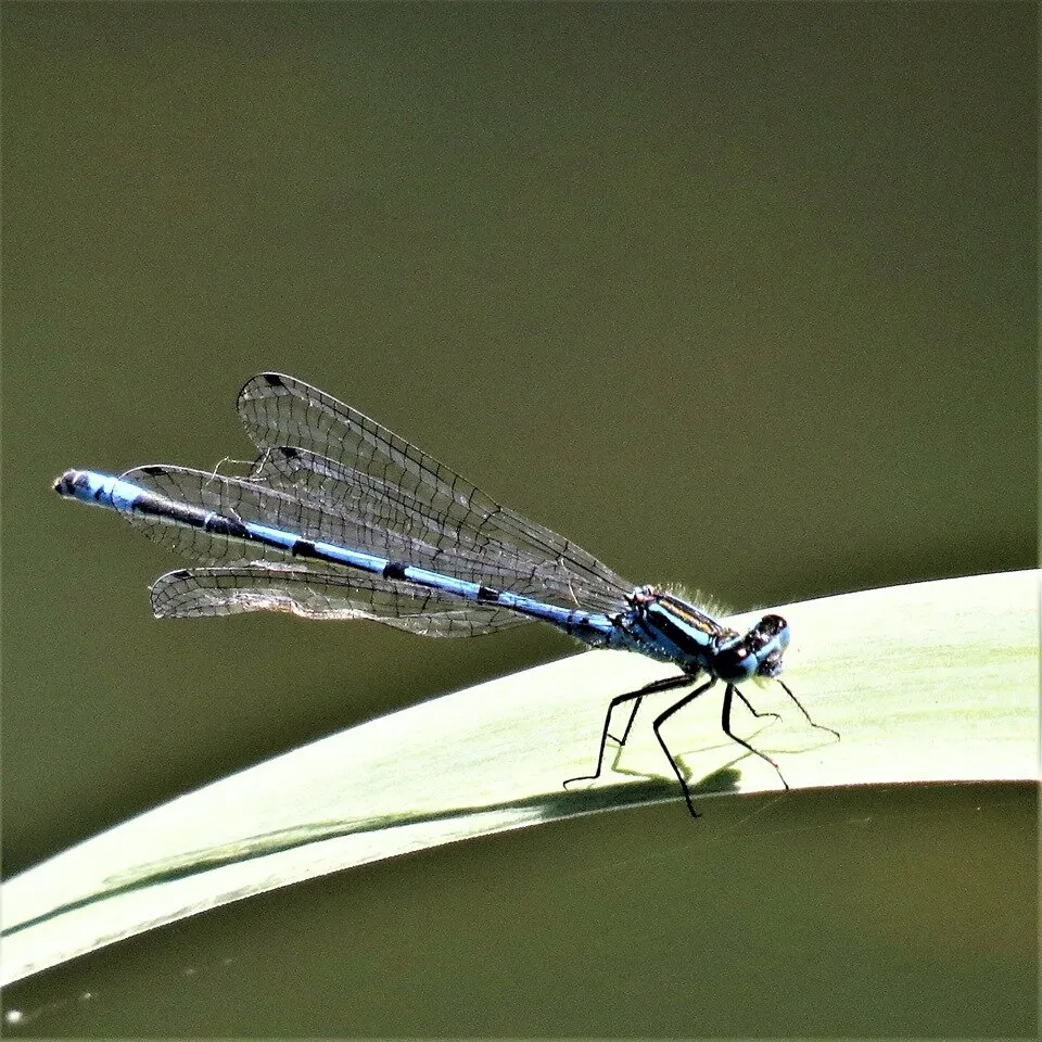 Insects with Wings (in colour) - flyinginsects photo contest ...