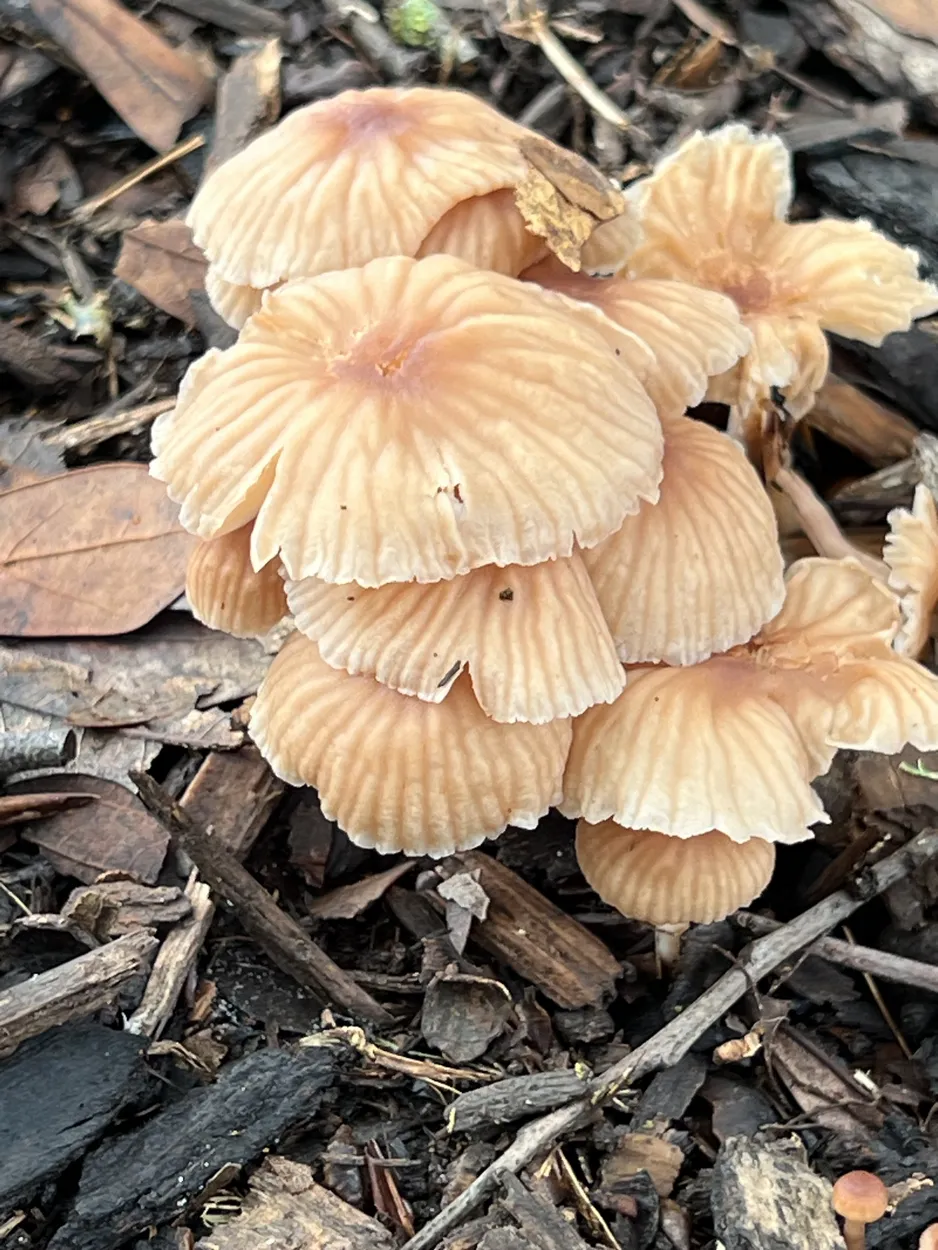 Fungi Growing in the Wild - nature photo contest | Photocrowd photo ...