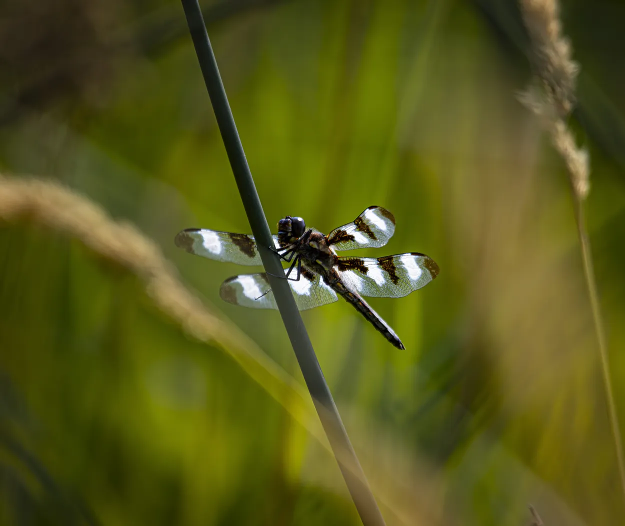 Insects with a Shallow Depth of Field - insect photo contest ...