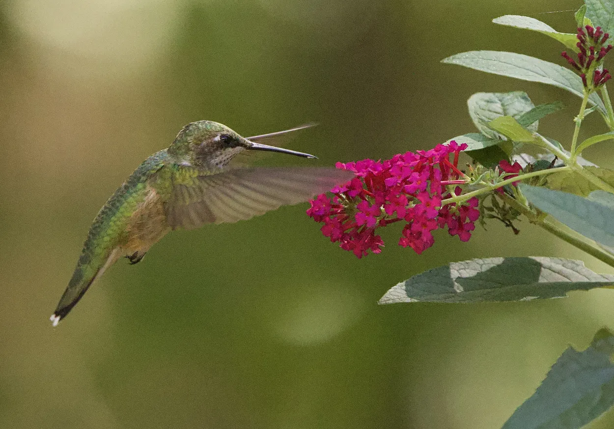 Hummingbirds (no birds at feeders) - bird photo contest | Photocrowd ...