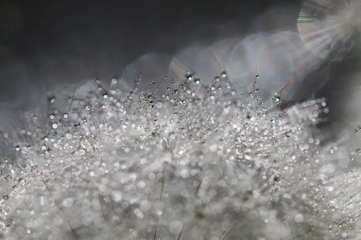 Waterdrops in Nature - nature photo contest | Photocrowd photo ...