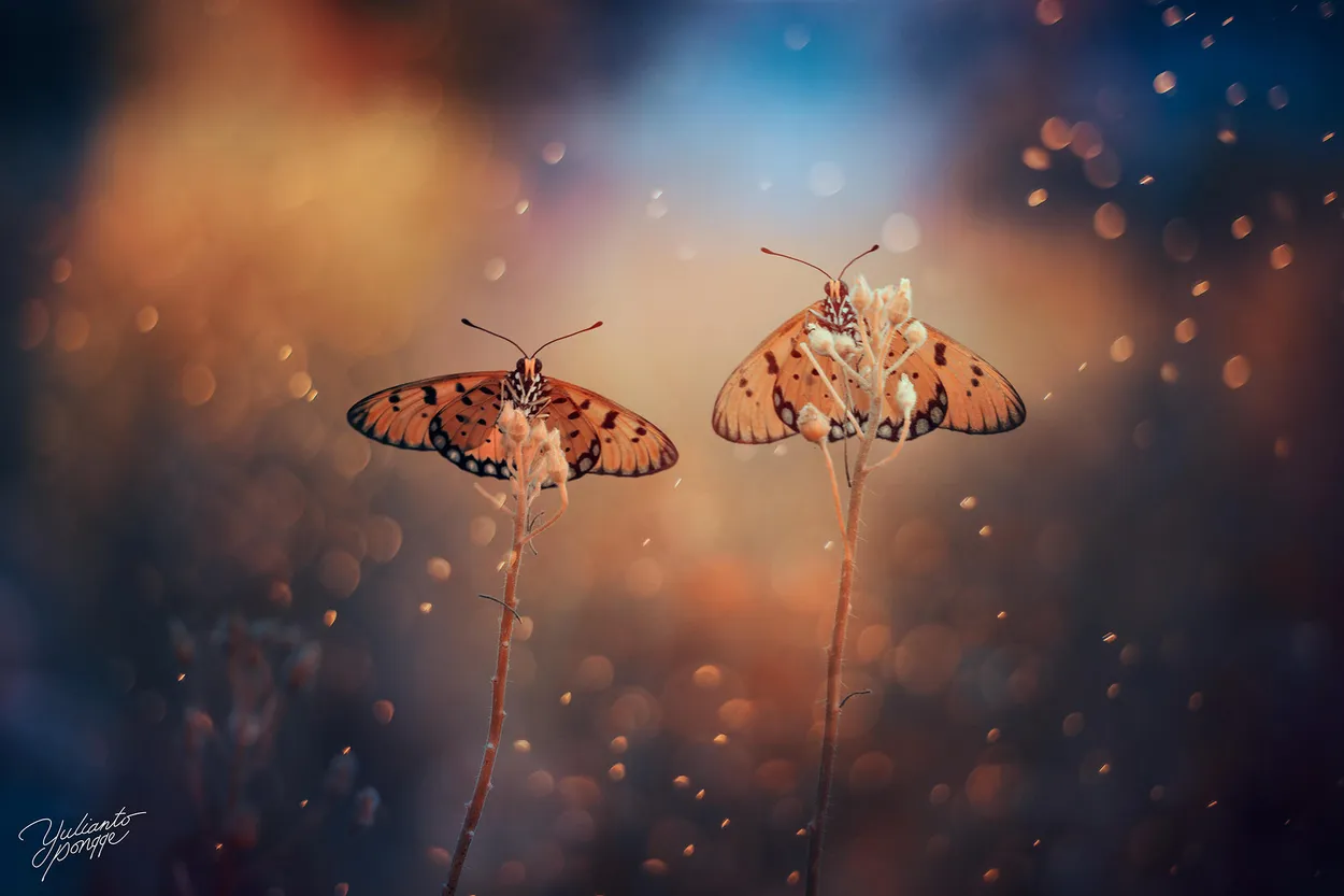 Technique - bokeh - technique photo contest | Photocrowd photo ...