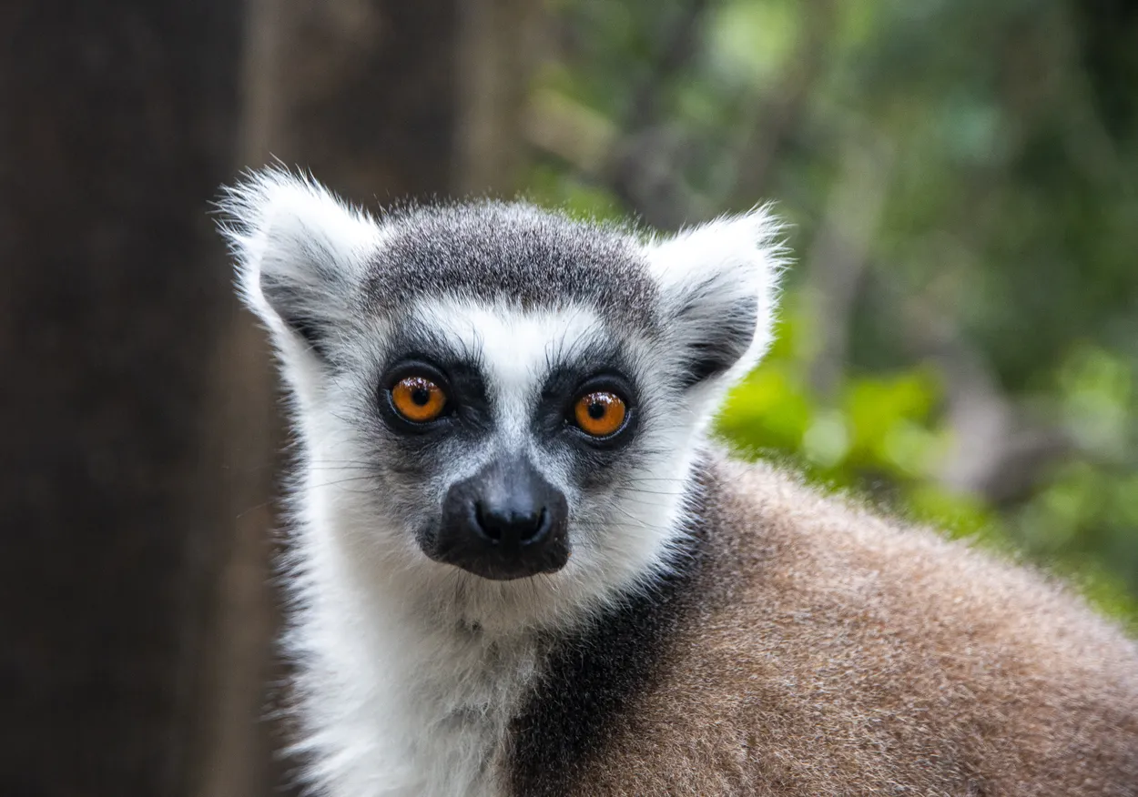 Lemurs (in colour) - animal photo contest | Photocrowd photo ...