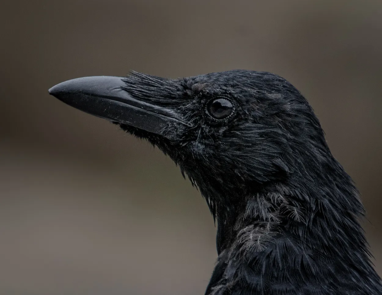 Birds in the Crow Family - bird photo contest | Photocrowd photo ...