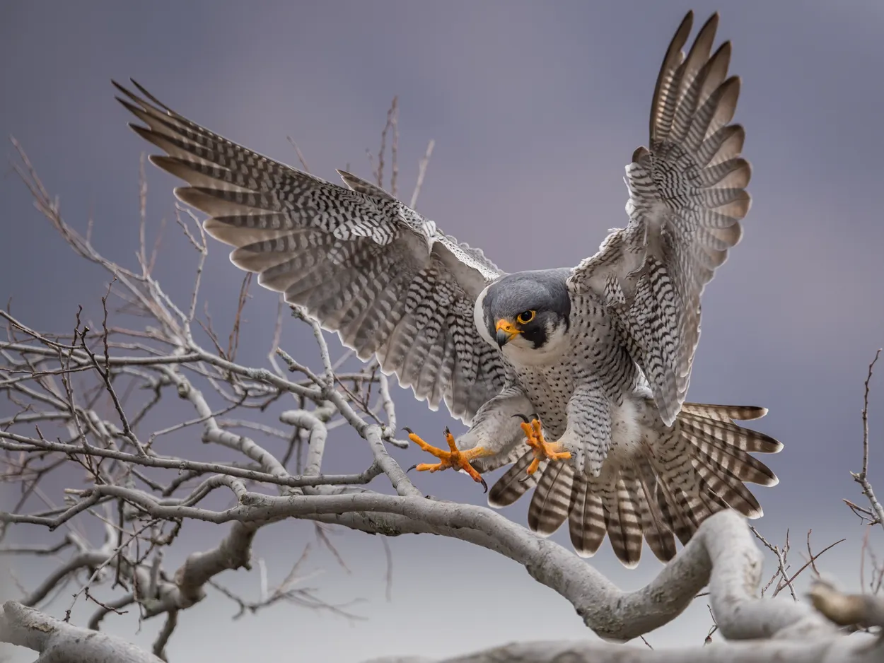 Falcons - bird photo contest | Photocrowd photo competitions ...