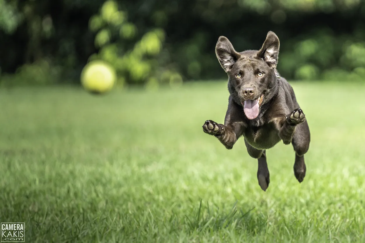Pets jumping - pets photo contest | Photocrowd photo competitions ...