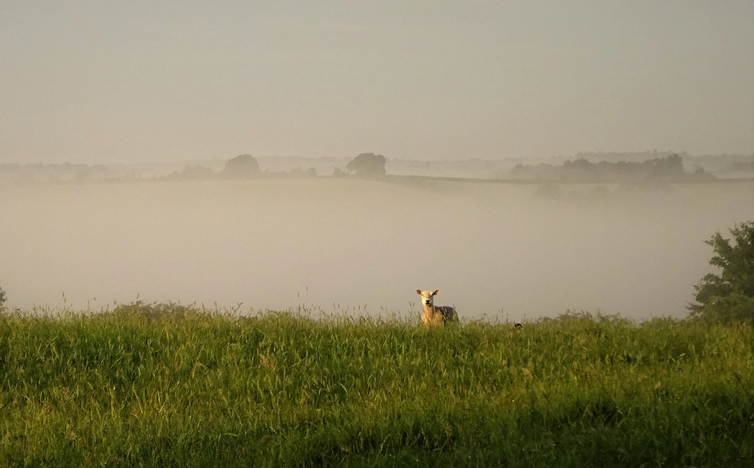 A Solitary Animal in its Surroundings (in colour) - animal photo ...