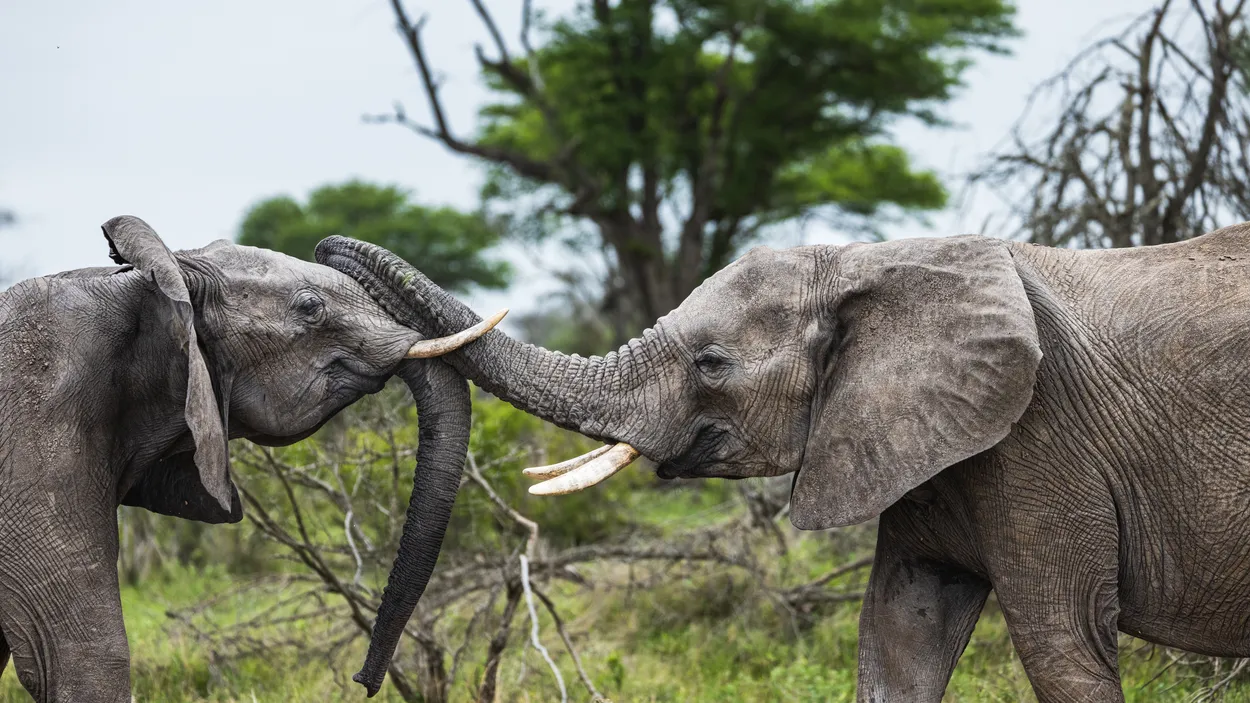 African Safari - landscape photo contest | Photocrowd photo ...