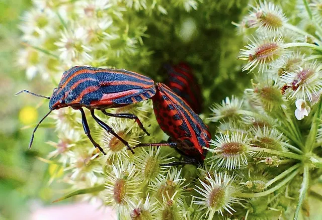 Insects with Shells (in colour) - insect photo contest | Photocrowd ...