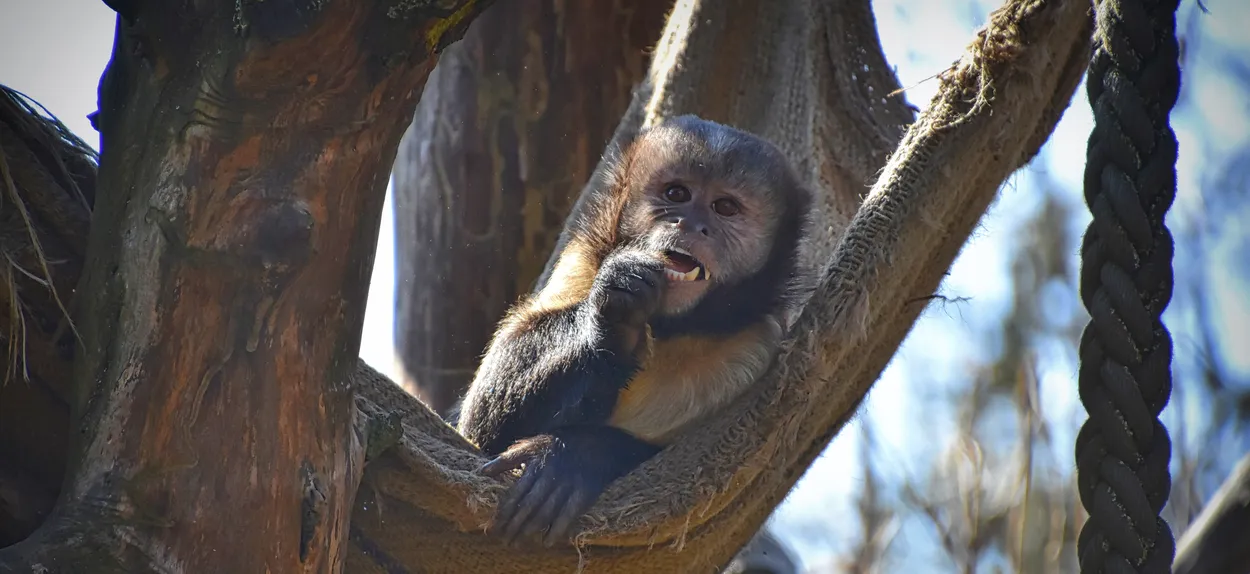 Zoo animals - animal photo contest | Photocrowd photo competitions ...