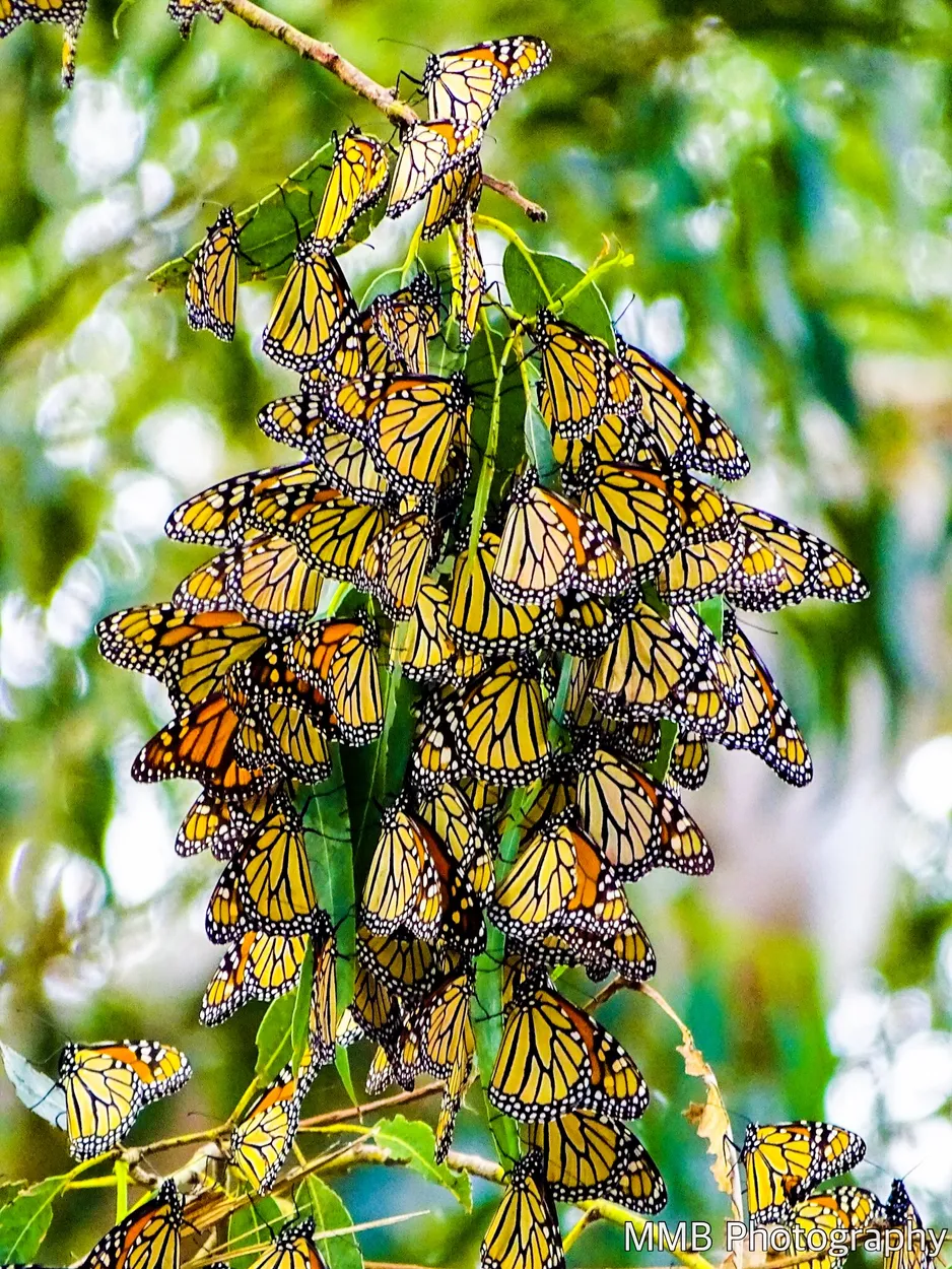 Butterflies and Moths - insect photo contest | Photocrowd photo ...