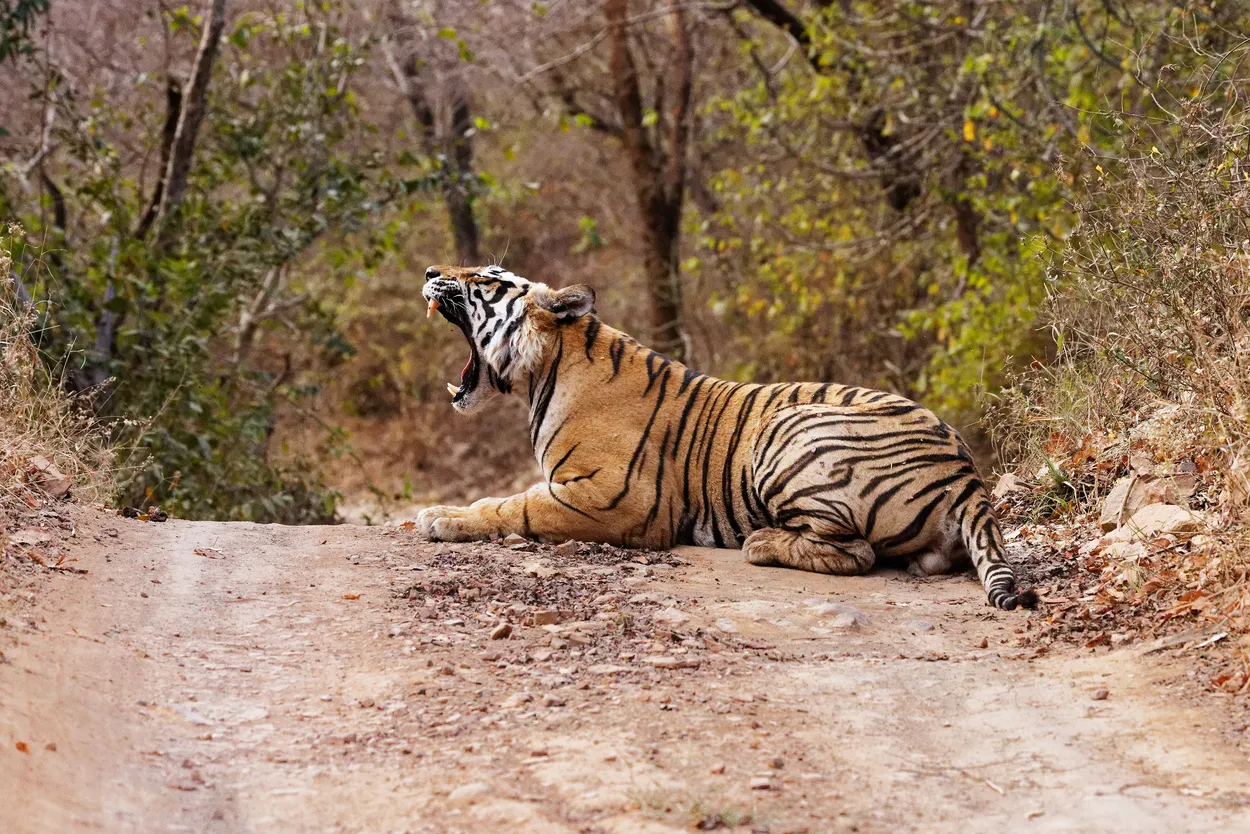 Wild Animals Blocking the Road - wildlife photo contest | Photocrowd ...