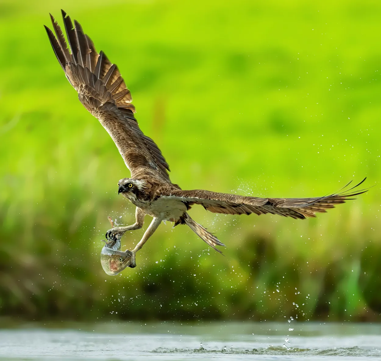 Animals in Action - animal photo contest | Photocrowd photo ...