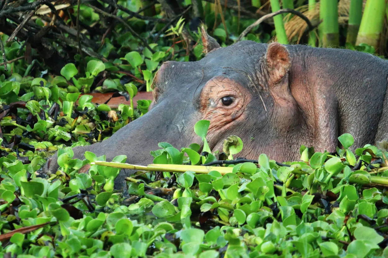 African Safari - travel photo contest | Photocrowd photo competitions ...