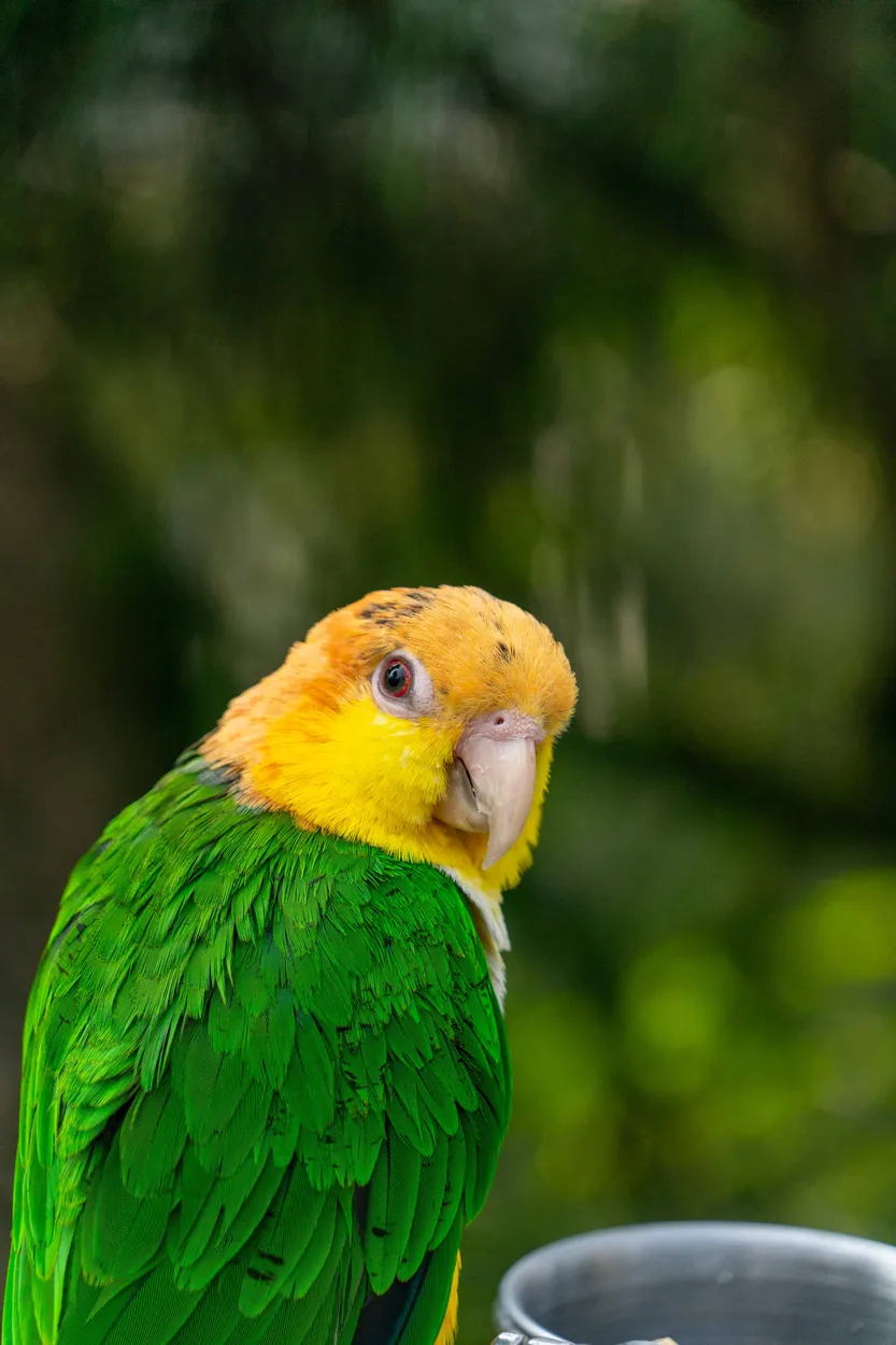 Birds - bird photo contest | Photocrowd photo competitions & community site