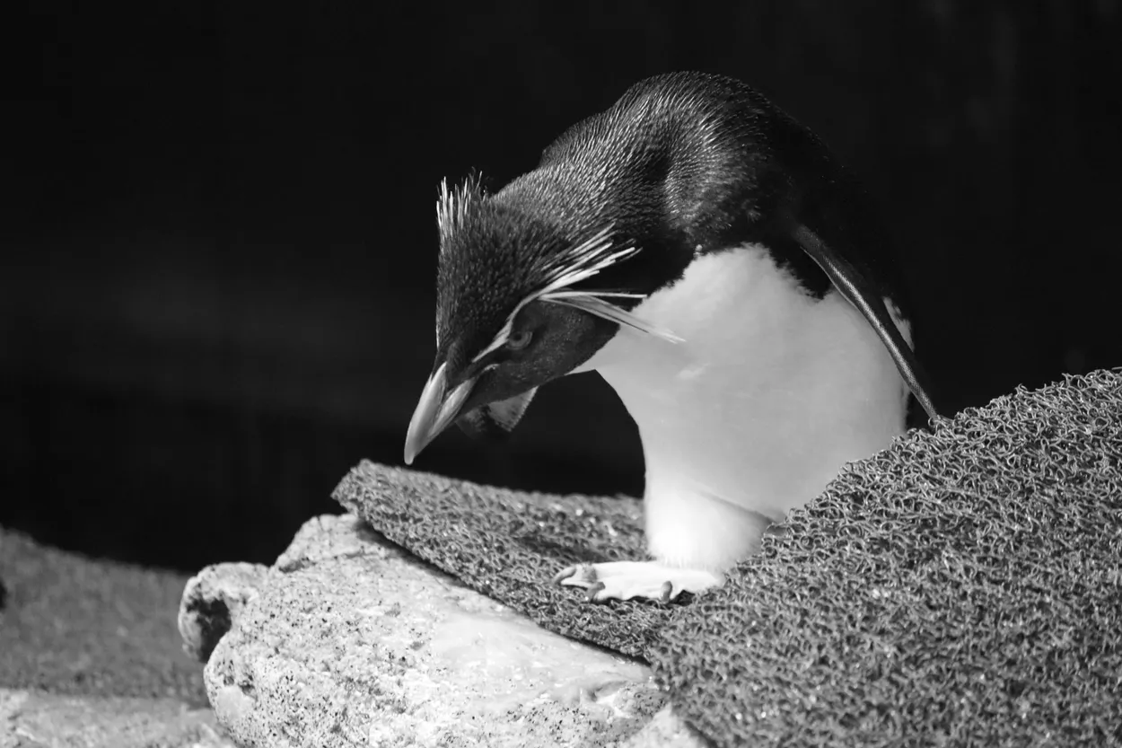 Penguins - bird photo contest | Photocrowd photo competitions ...