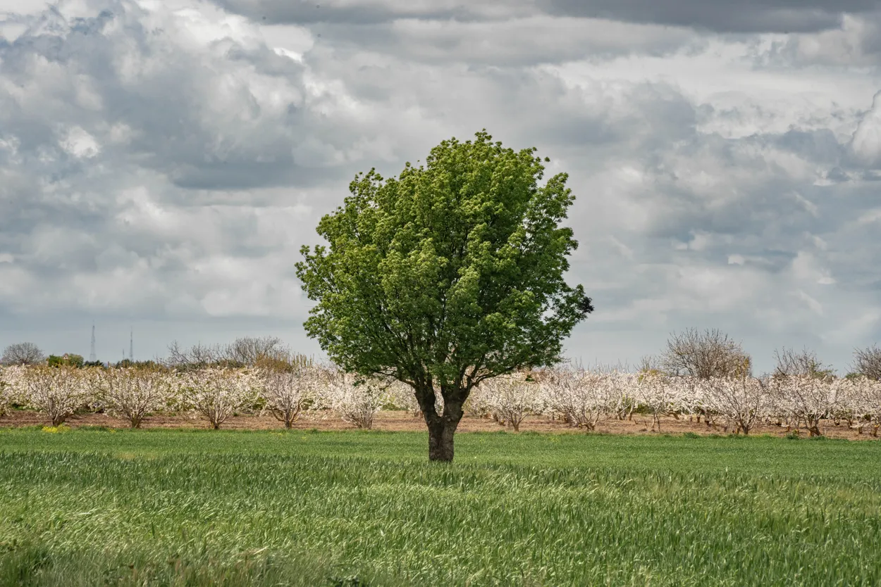 Only One Tree (in colour) - nature photo contest | Photocrowd photo ...