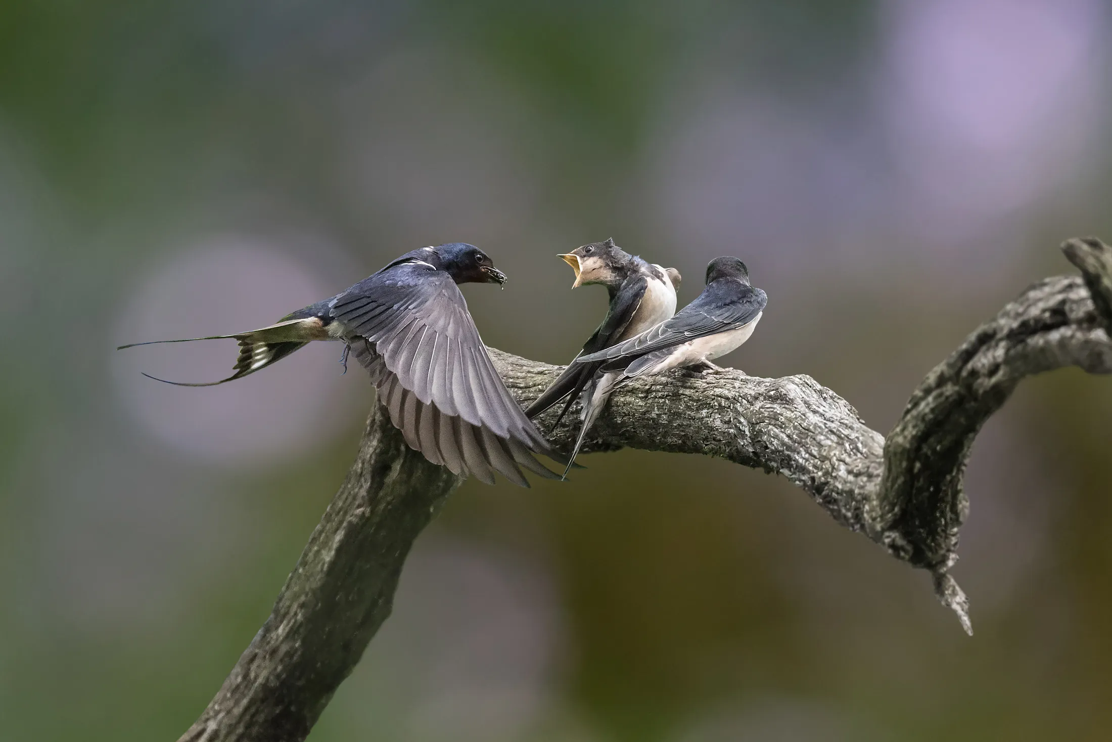 22 Tips for Photographing Birds in Flight | Photocrowd photo ...