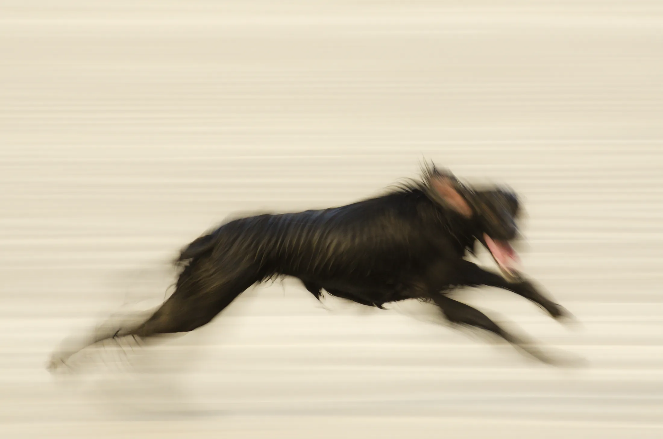 10 Top Tips for Photographing Running Dogs | Photocrowd photo ...