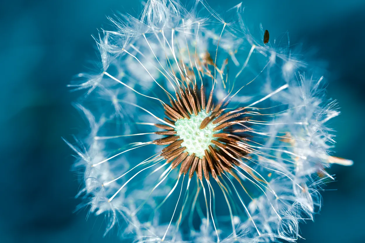 Shapes of Natural Objects - stilllife photo contest | Photocrowd photo ...