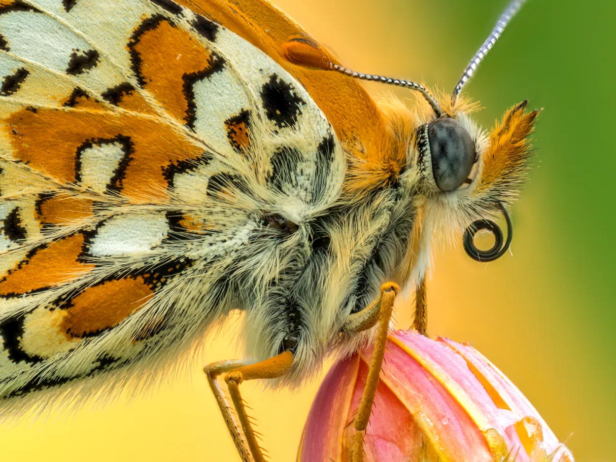 Side Profiles of Animals - sideprofile photo contest | Photocrowd photo ...