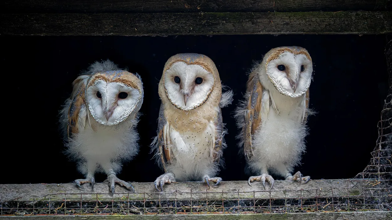 Three's a crowd - concepts photo contest | Photocrowd photo ...