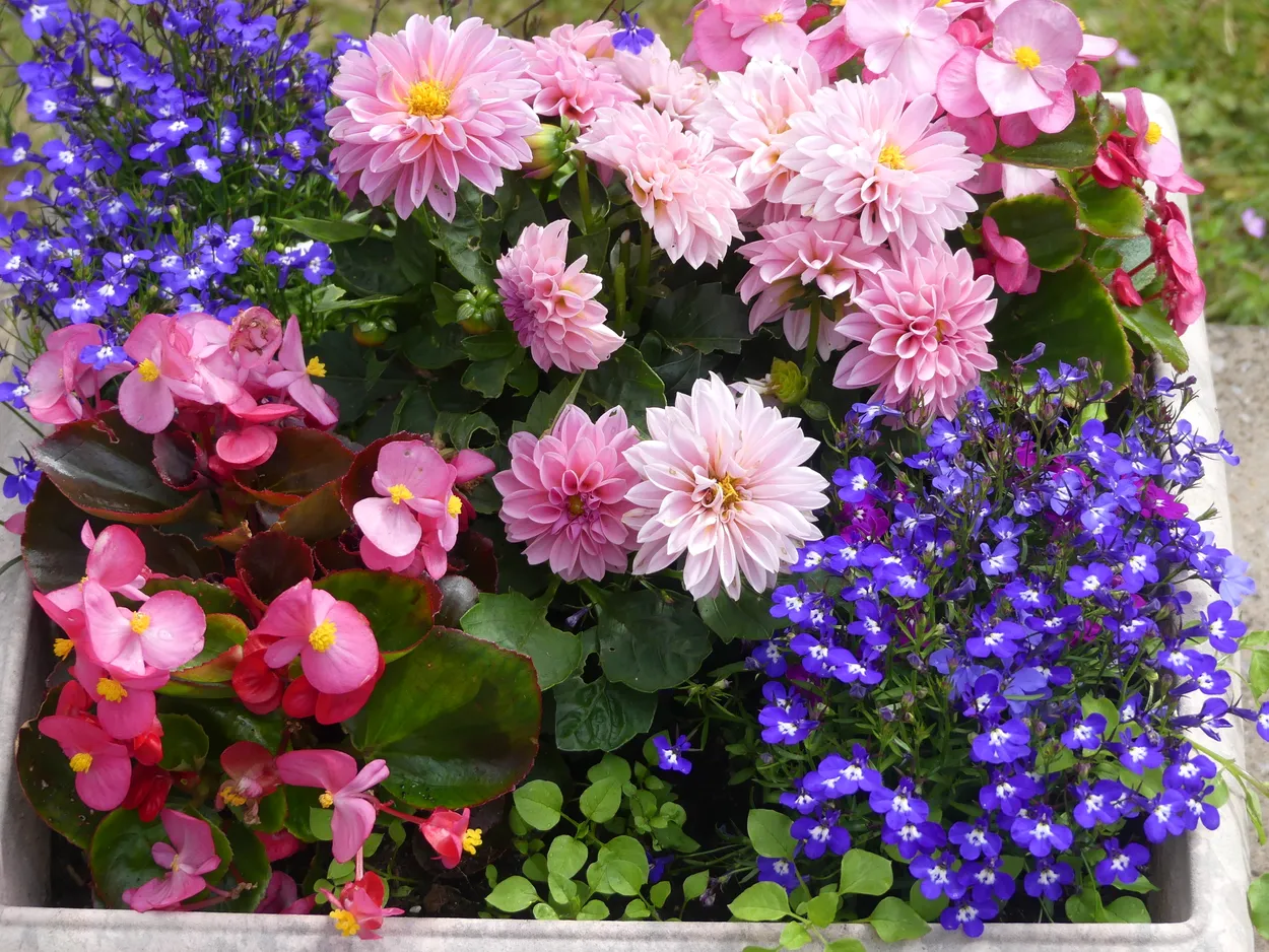 Summer Flowers Growing Outdoors in Containers - summerflowers photo ...