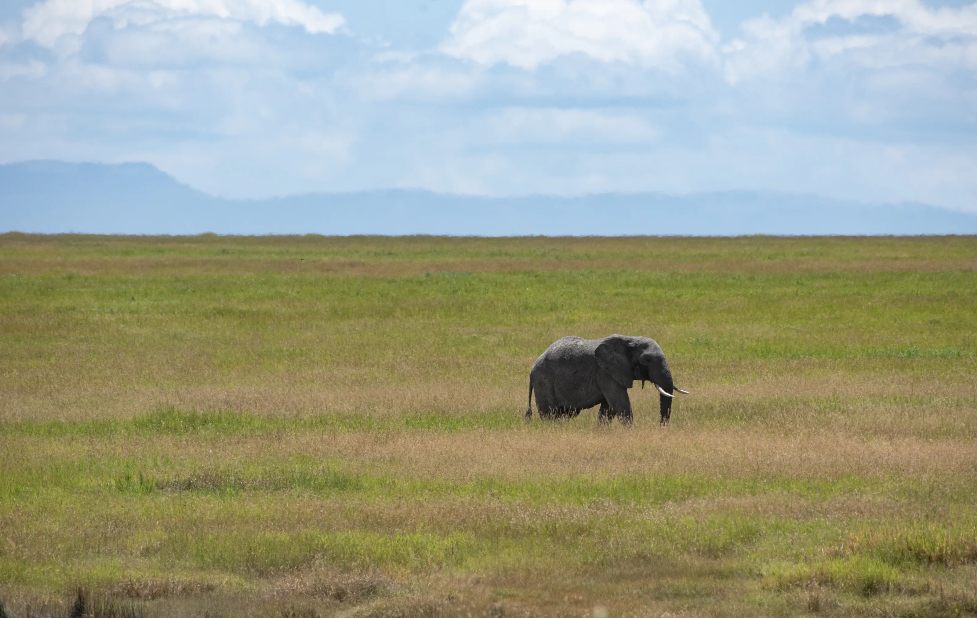 Solitary Wild Animal in Wide Natural Landscapes - solitaryanimals photo ...