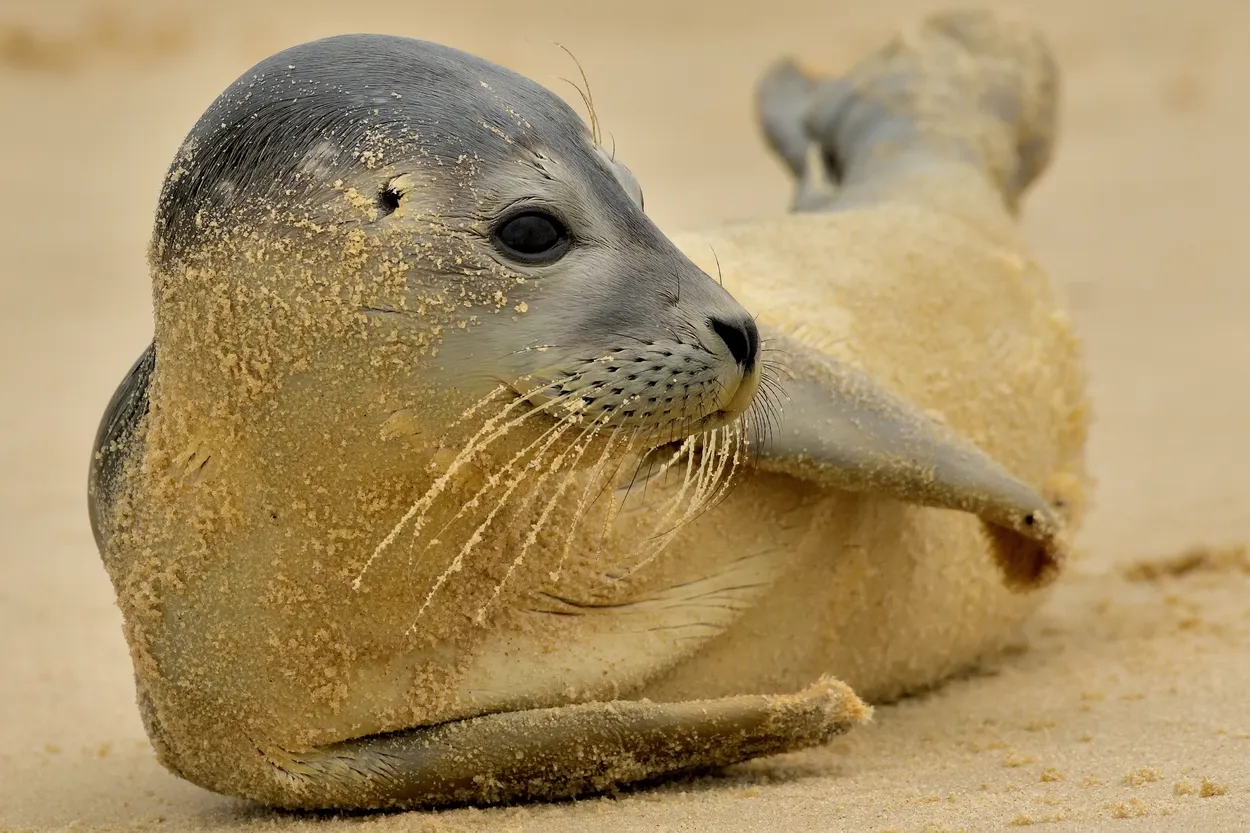 Side Profiles of Animals - sideprofile photo contest | Photocrowd photo ...
