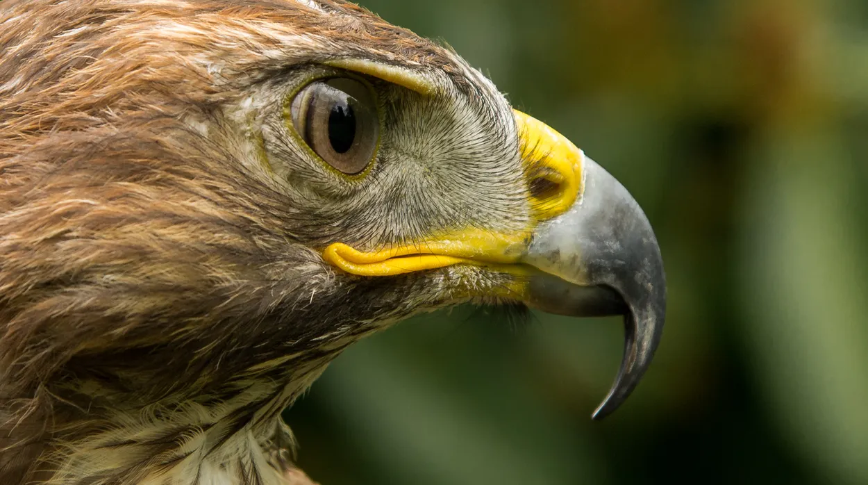 Side Profiles of Animals - sideprofile photo contest | Photocrowd photo ...