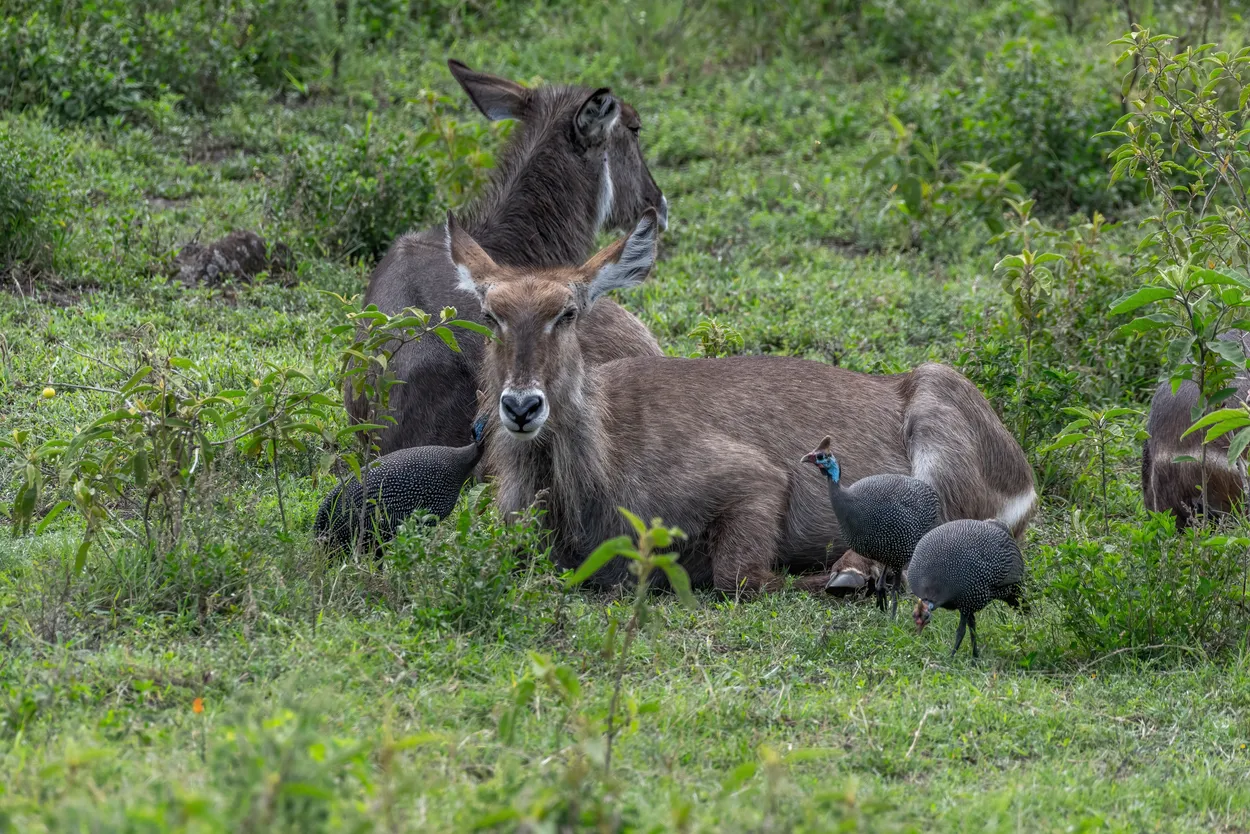 Animals of Different Species Together - animal photo contest ...