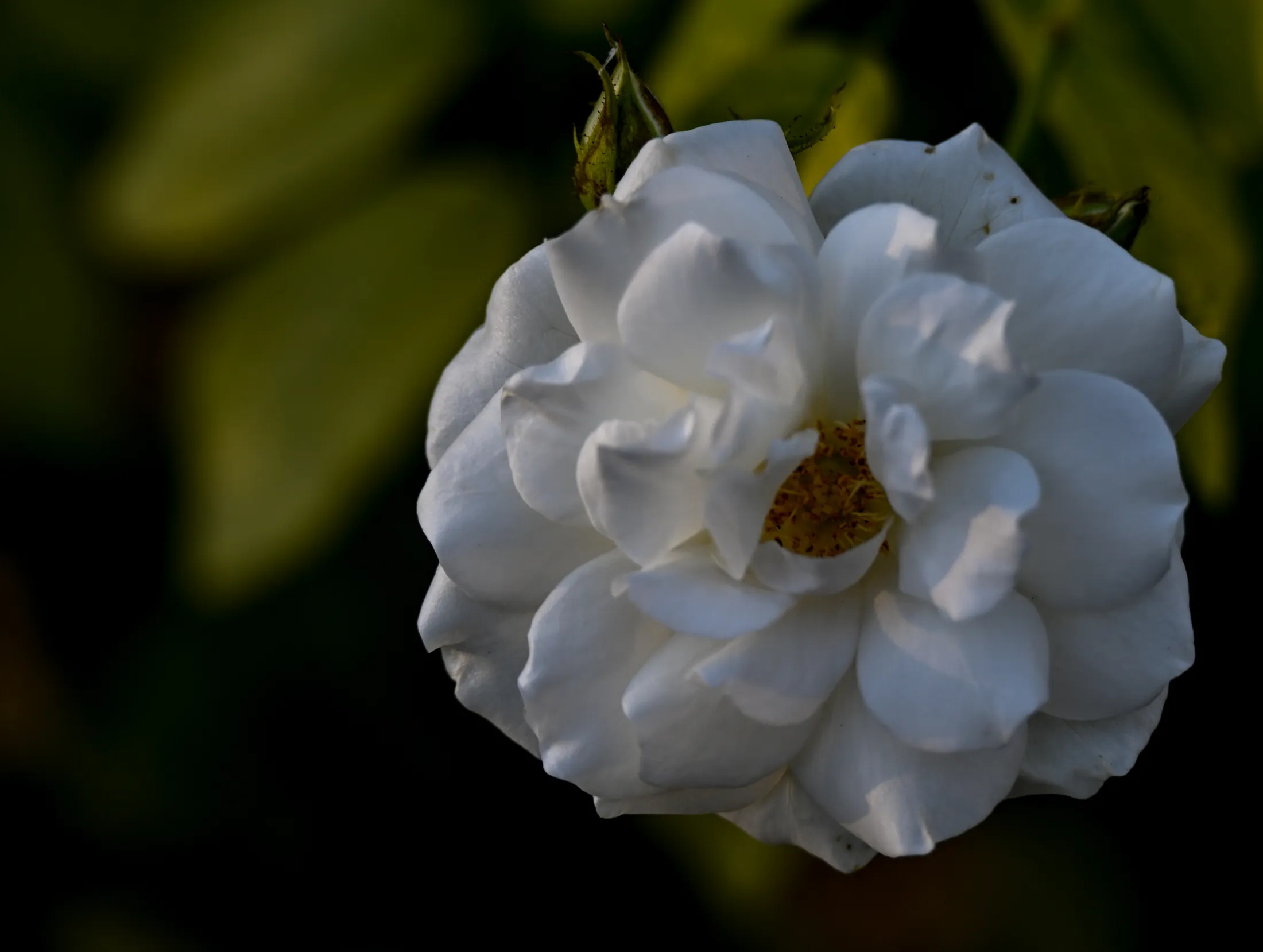 Anything White (in colour) - stilllife photo contest | Photocrowd photo ...