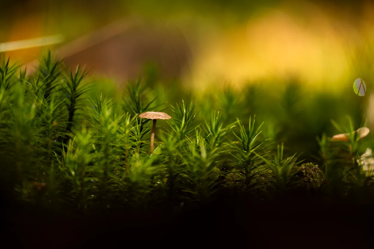 Shallow Depth of Field (Bokeh) - technique photo contest | Photocrowd ...