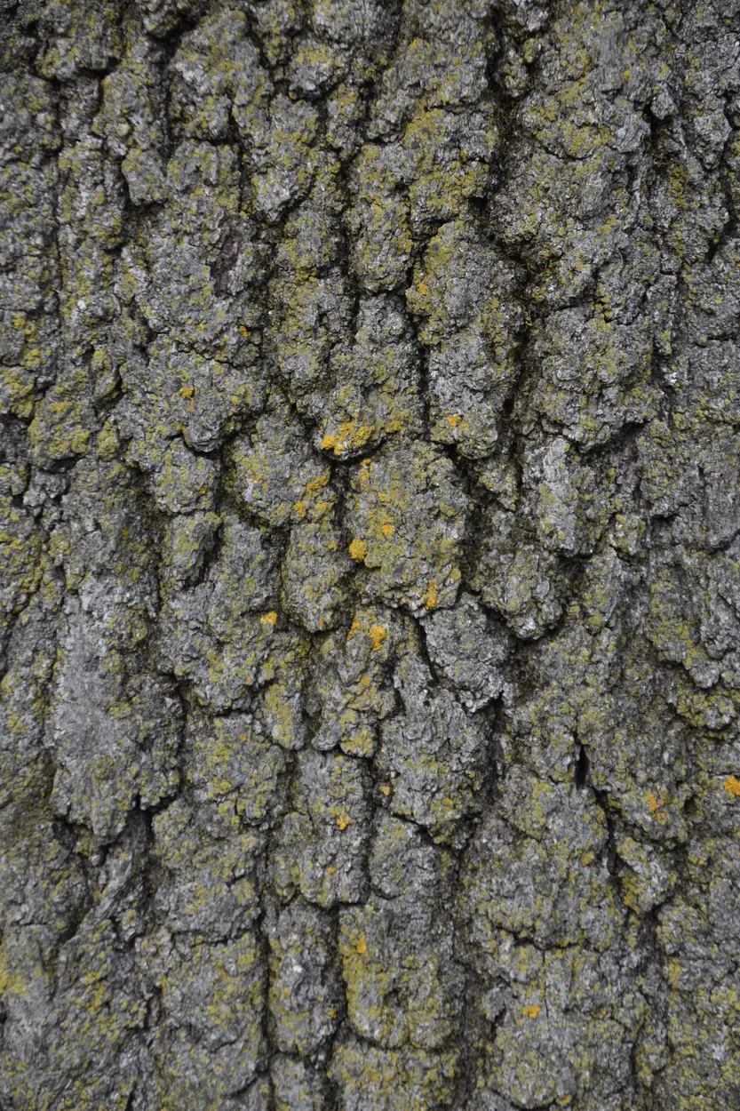 Tree Bark in Close-Up - treebark photo contest | Photocrowd photo ...