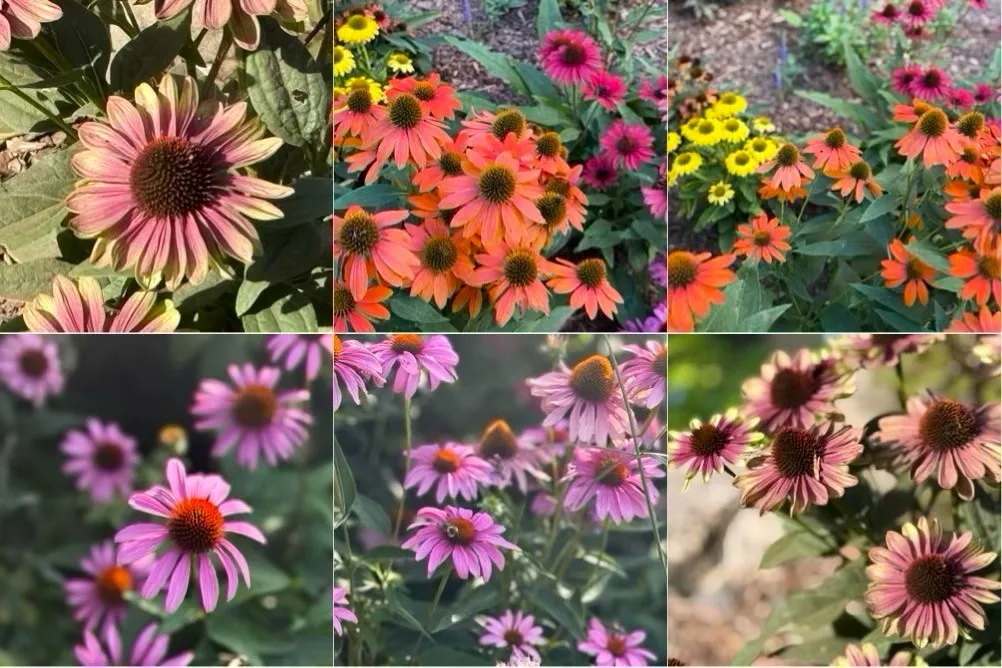 Collage of Nature Stills with a Common Theme - animals photo contest ...