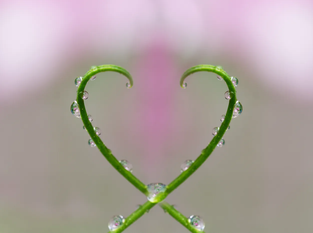 Shapes of Natural Objects - stilllife photo contest | Photocrowd photo ...