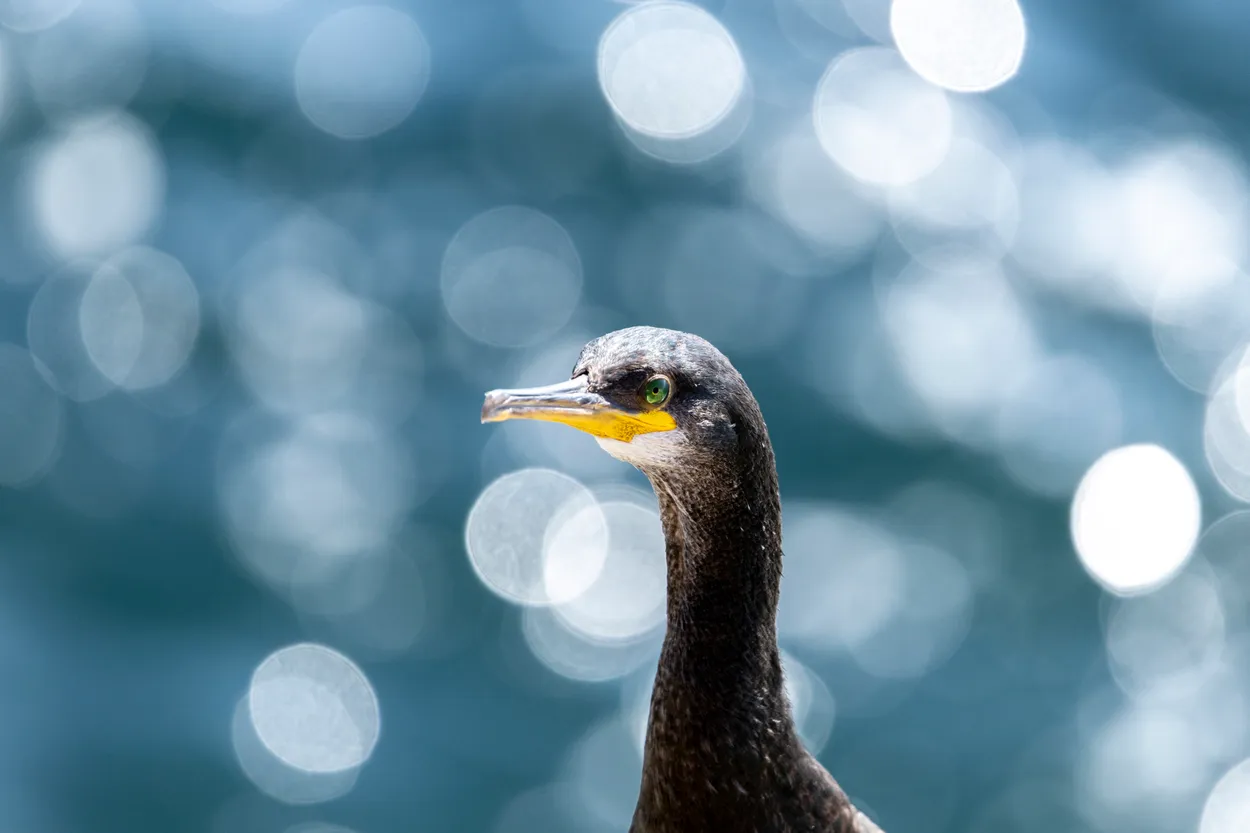 Shallow Depth of Field (Bokeh) - technique photo contest | Photocrowd ...