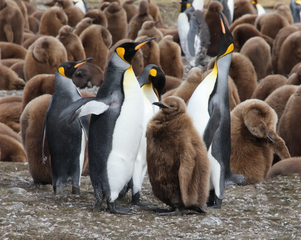 Birds of the Same Species that Look Different - birds photo contest ...