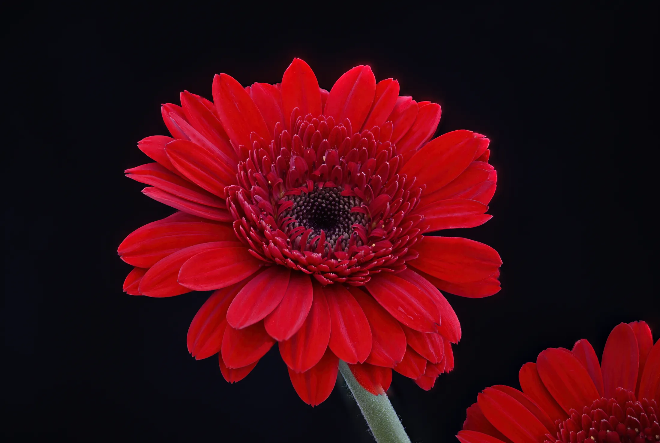 A single flower - flowers photo contest | Photocrowd photo competitions ...