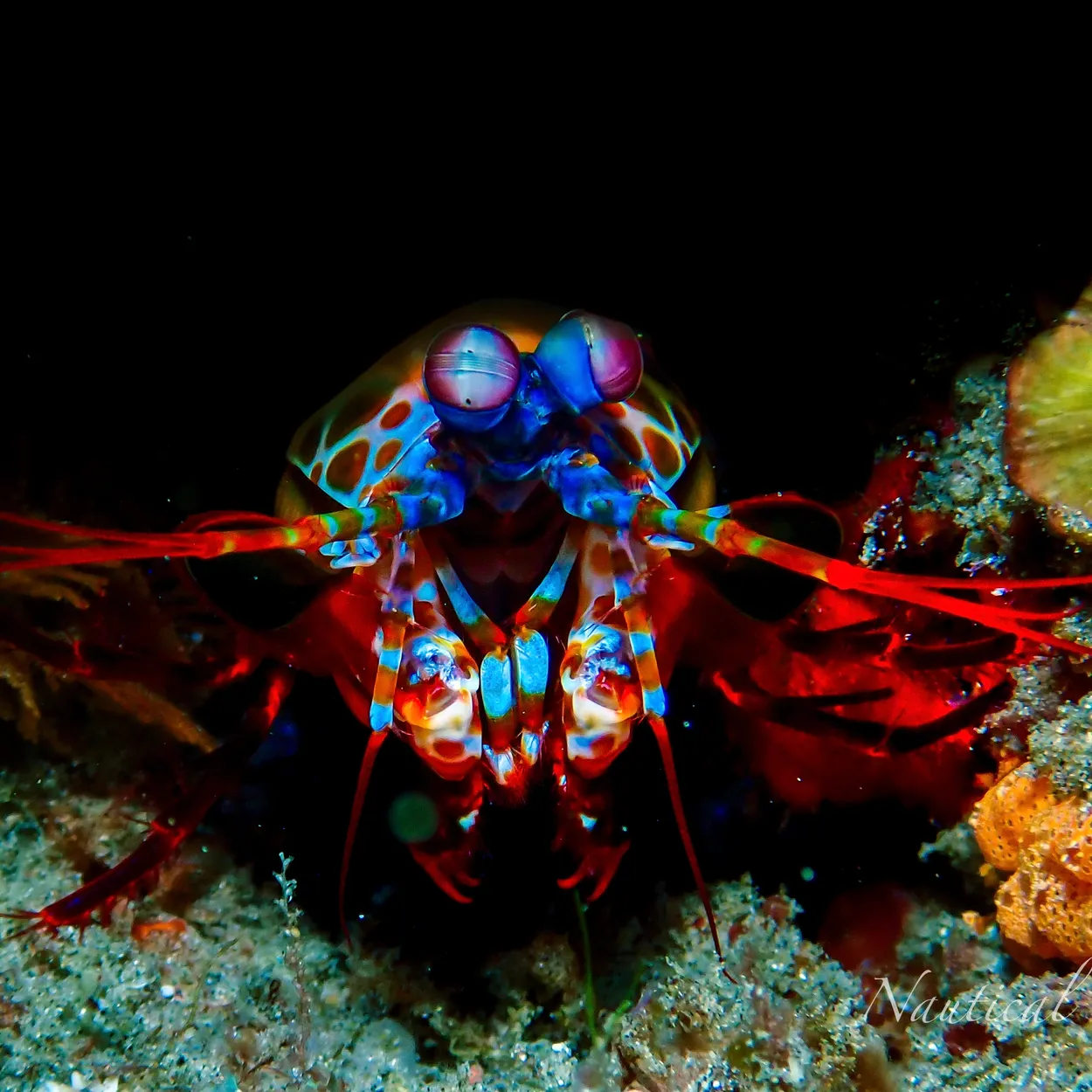 Underwater Ocean Crustaceans (in colour) - underwater photo contest ...