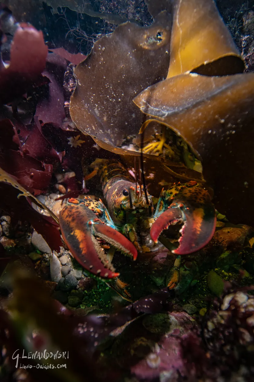 Underwater Ocean Crustaceans (in colour) - underwater photo contest ...