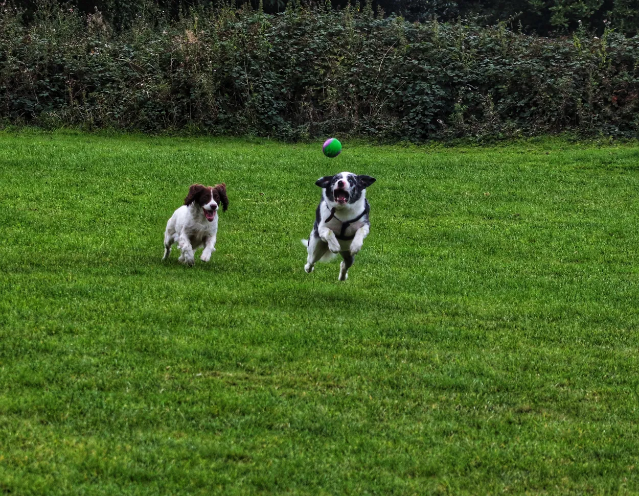 Pet Dogs in Action - pets photo contest | Photocrowd photo competitions ...