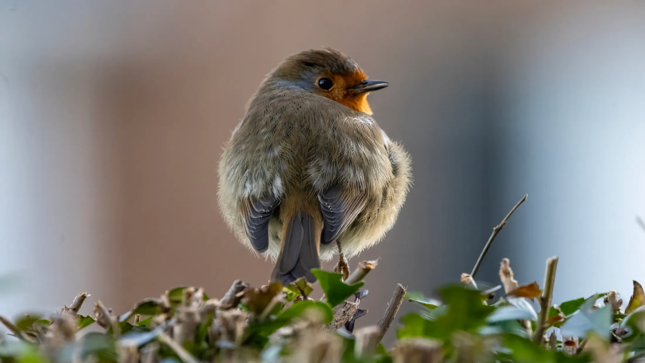 Garden Wildlife - birds photo contest | Photocrowd photo competitions ...