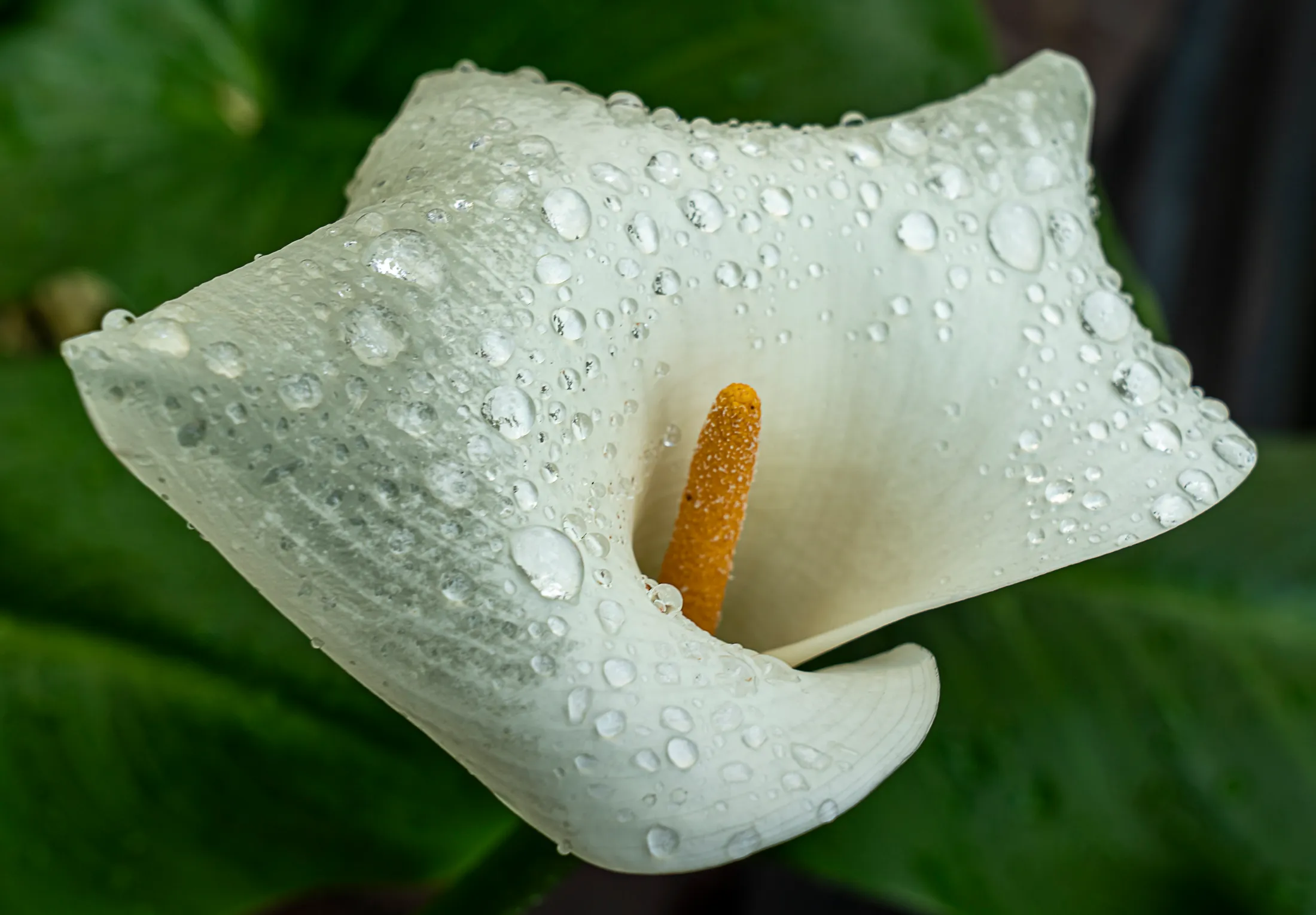 Anything White (in colour) - stilllife photo contest | Photocrowd photo ...